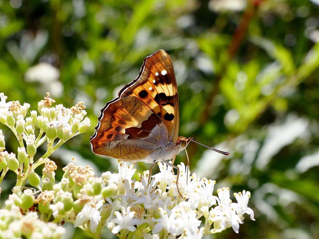 Butterfly Tours - Runner Tourism & Travel